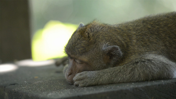 Sleeping Monkey, Stock Footage | VideoHive