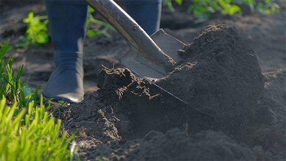 Digging with Shovel in the Garden, Stock Footage | VideoHive