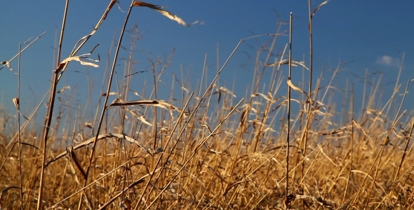 Hay in Wind 01, Stock Footage | VideoHive