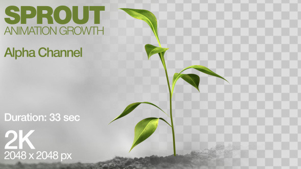 Sprout Animation Growth, Motion Graphics | VideoHive