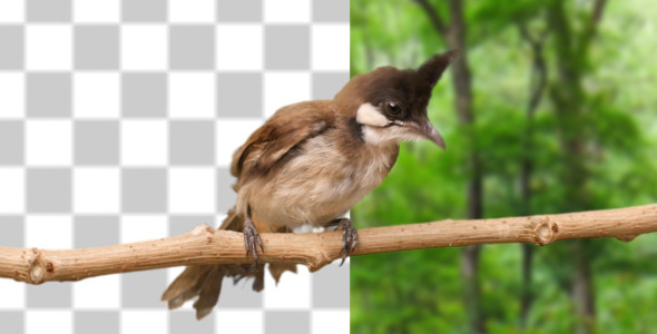 Bird With Alpha Channel, Stock Footage | VideoHive