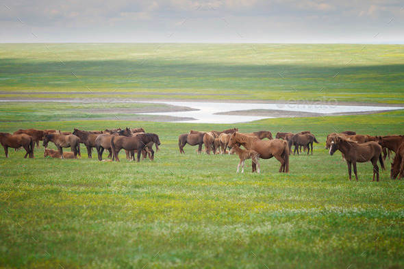 Horses in a field Stock Photo by Aleks_Sg | PhotoDune