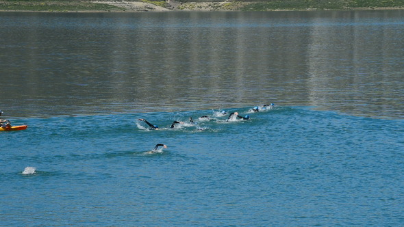 Swimmers Swimming in a Triathlon in a Swamp, Stock Footage | VideoHive