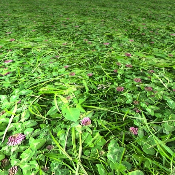 Pink Clover Seamless Texture by Lucky_Fingers | 3DOcean