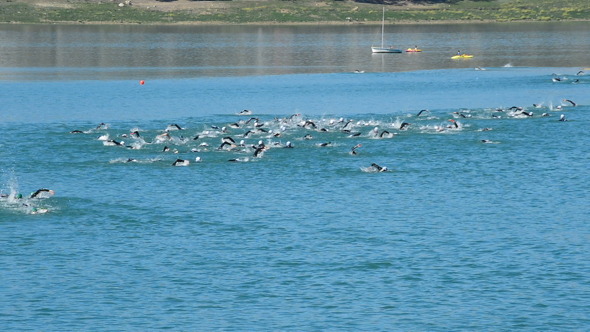 Swimmers Swimming in a Triathlon in a Swamp, Stock Footage | VideoHive
