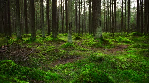 Pine Forest Ground Covered with a Dense Layer of Moss, Stock Footage