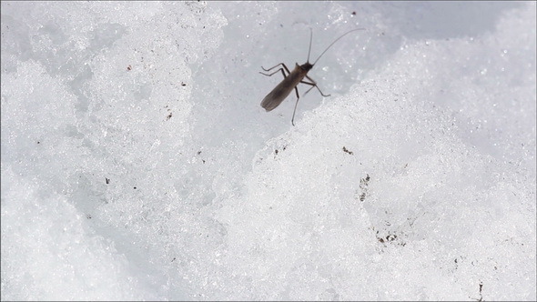 An Insect is Crawling on the Snow, Stock Footage | VideoHive