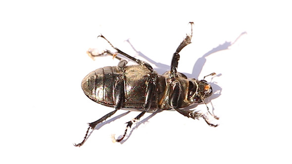 Beetle on the Back 1, Stock Footage | VideoHive
