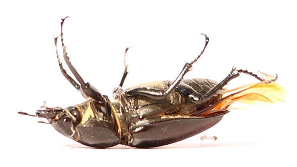 Beetle on the Back 2, Stock Footage | VideoHive