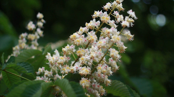 Spring Blossoming Chestnut Tree Flowers, Stock Footage | VideoHive