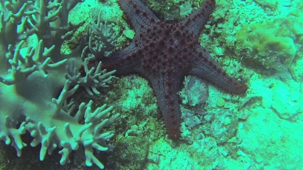 Sea Star, Stock Footage | VideoHive