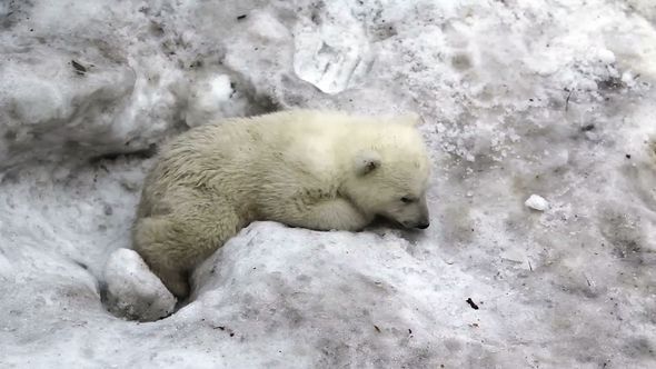 Sad Little Polar Bear Cub, Stock Footage | VideoHive