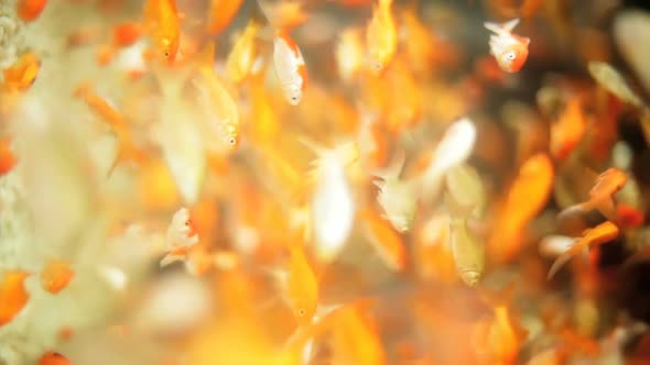 Overpopulated Gold Fish, Vertical, Stock Footage | VideoHive