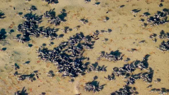 Mono Lake Alkali Flies, Stock Footage | VideoHive