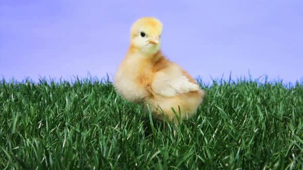 Baby Chick Chirping, Stock Footage | VideoHive