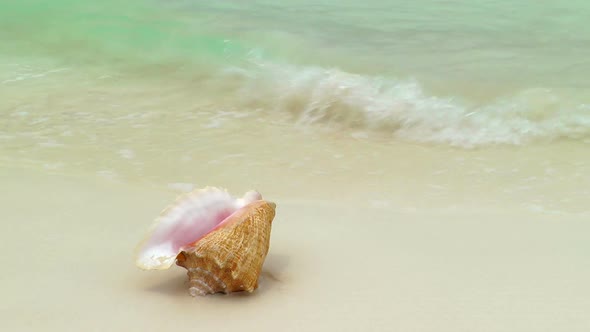 Conch Shell On Cancun Beach, Stock Footage | VideoHive