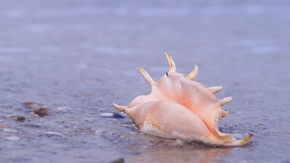 Seashell on the Beach, Stock Footage | VideoHive