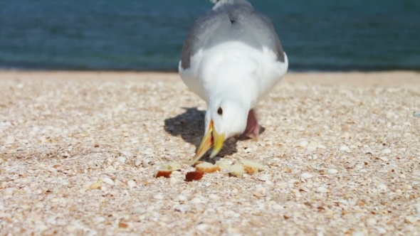 One-legged Gull Eats Bread, Food On The Beach, Stock Footage | VideoHive