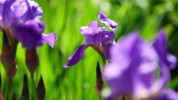 Iris Flower, Stock Footage | VideoHive