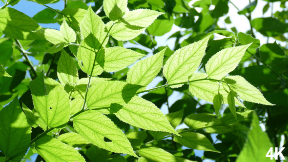 Green Leaves Moving In The Wind, Stock Footage | VideoHive
