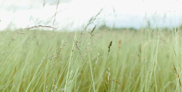 Summer Wind In The Meadow, Stock Footage | VideoHive