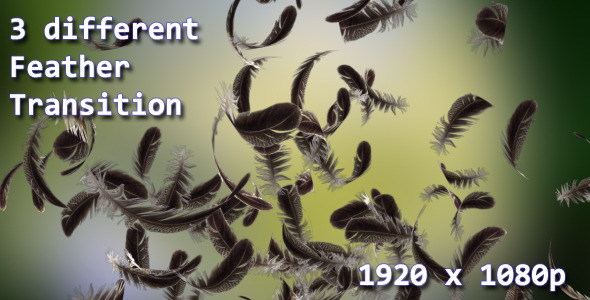 Feather Transition, Motion Graphics | VideoHive