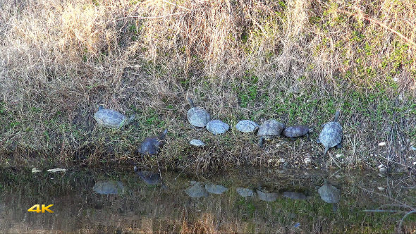 Real Wild Turtles in Natural Environment, Stock Footage | VideoHive