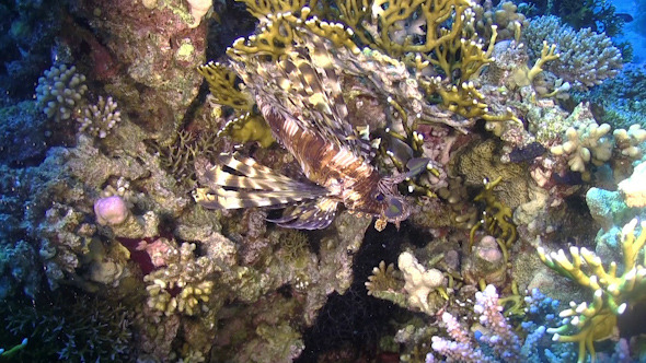 African lionfish on Coral Reef, Stock Footage | VideoHive