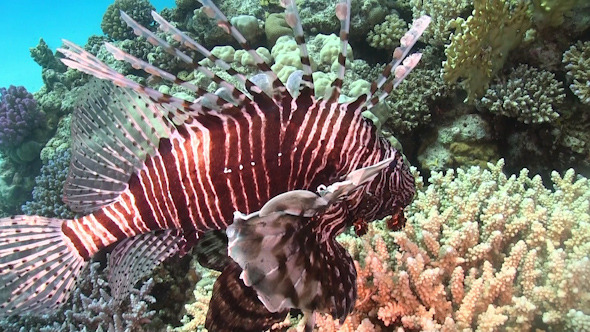 African lionfish on Coral Reef, Stock Footage | VideoHive