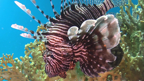 African lionfish on Coral Reef, Stock Footage | VideoHive