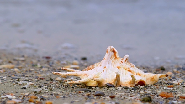 Seashell on the Beach, Stock Footage | VideoHive