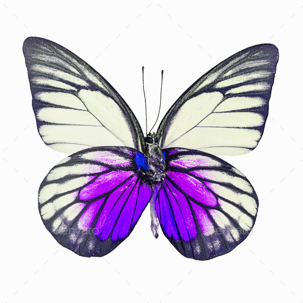 fancy butterfly isolated on white Stock Photo by panuruangjan | PhotoDune