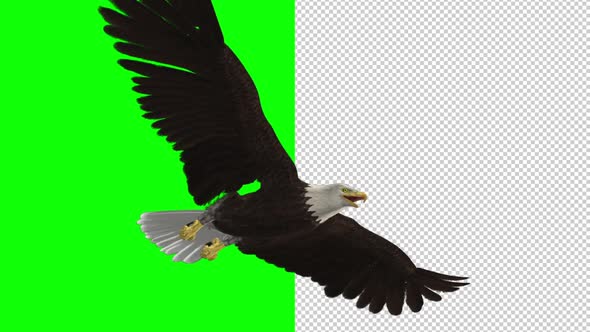 Bald Eagle Flying Over Screen - VII - Transparent and Green, Motion ...