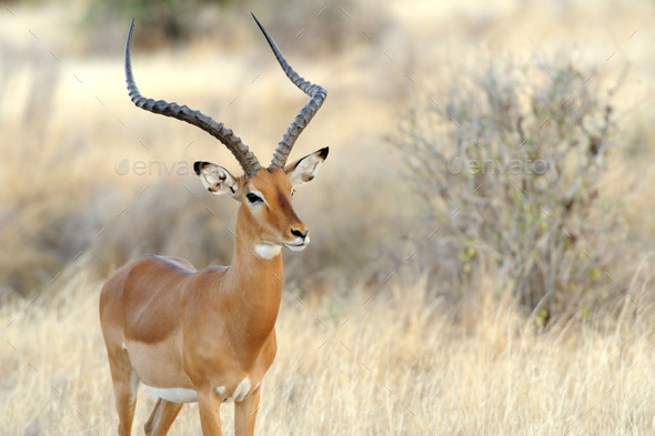 Impala in savanna Stock Photo by byrdyak | PhotoDune