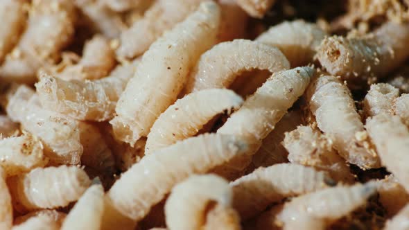 Live Maggots Good Bait on Winter Fishing, Stock Footage | VideoHive