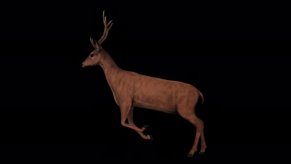 4K Deer Run, Motion Graphics | VideoHive