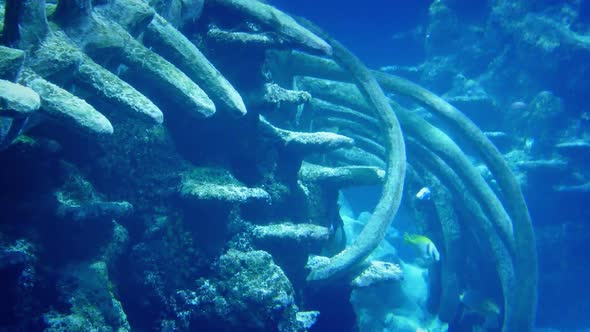 Whale Bones On Ocean Floor, Stock Footage | VideoHive