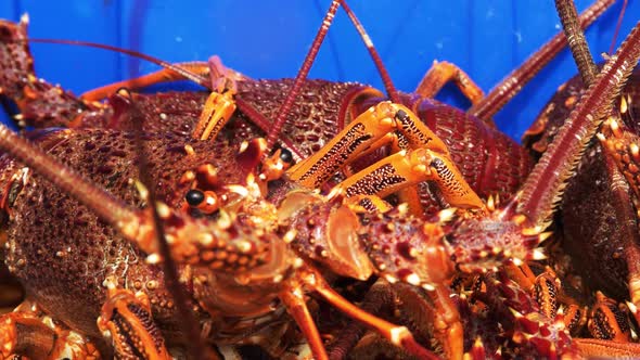 southern rock lobster extreme close up, Stock Footage | VideoHive