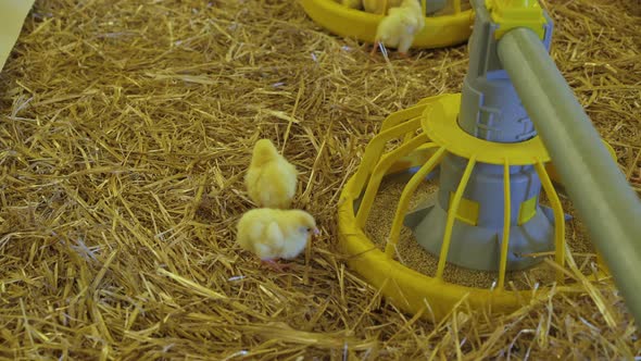 View of Cute Baby Chicken Routine Life on Poultry Farm, Stock Footage