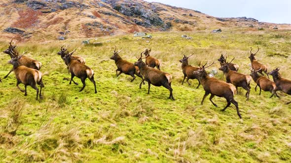 Mongoose Running In Mountains, Stock Footage | VideoHive