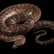 Hispaniolan boa, Chilabothrus or epicrates striatus Stock Photo by ...