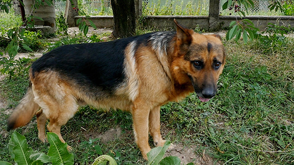 German Shepherd On The Yard , Stock Footage | VideoHive
