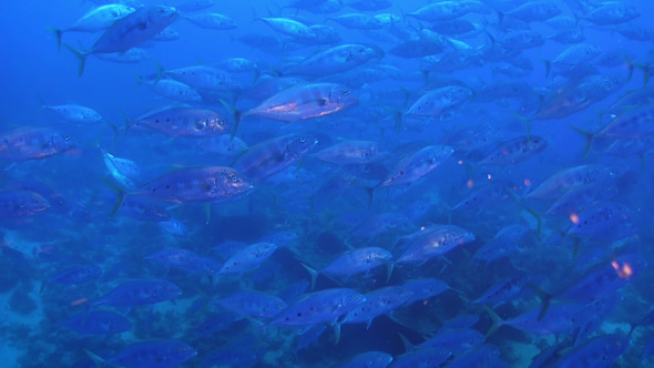 Shoal of Silver Fish on Coral Reef, Stock Footage | VideoHive