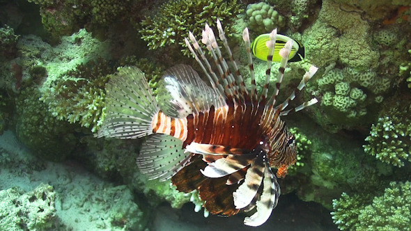 African Lionfish on Coral Reef, Stock Footage | VideoHive