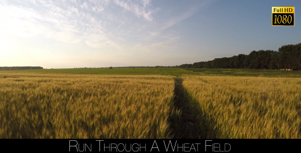 Run Through A Wheat Field, Stock Footage | VideoHive