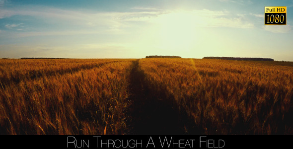 Run Through A Wheat Field, Stock Footage | VideoHive