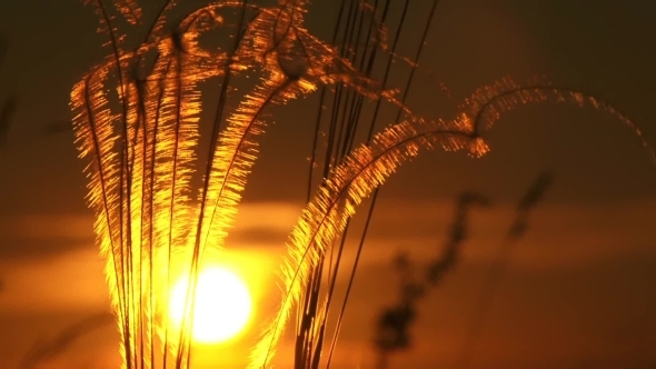 Evening Sun And Golden Feather, Stock Footage | VideoHive