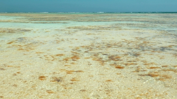 Sea Shallow, Stock Footage | VideoHive