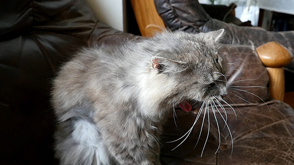 Cat Yawning , Stock Footage | VideoHive