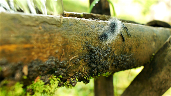 Bamboo Water Feature 13, Stock Footage | VideoHive
